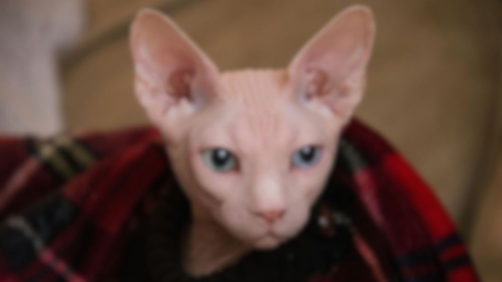 How to Add Alt Text in Twitter!